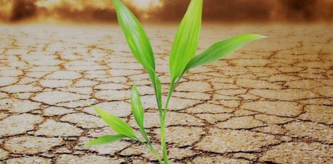 Was ist der One Carbon Cycle? Der Motor der Erholung - Der Zyklus der ...